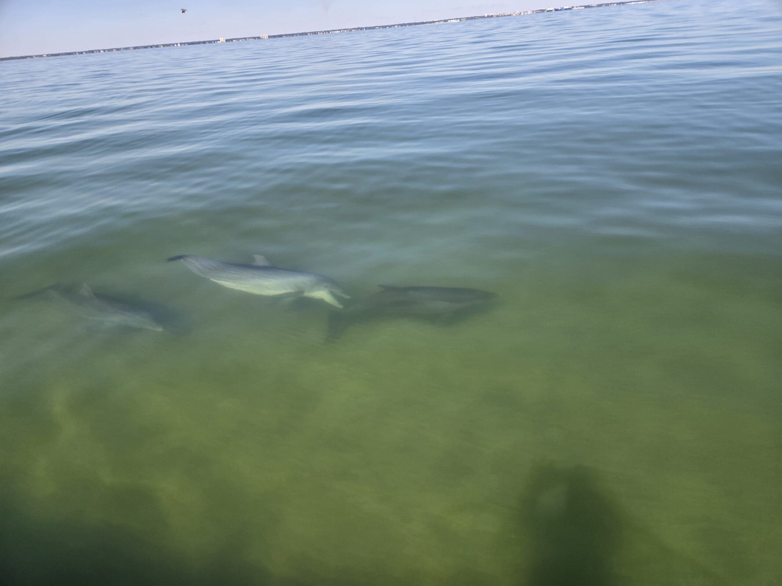 Private Dolphin & Sunset Tours | Pensacola Beach FL